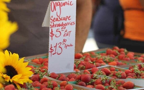 Seascape strawberry 🍓 🌿 Discover its unique flavor and growing needs