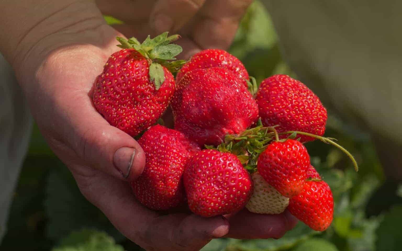 Ozark Beauty strawberry, a gardener’s favorite 🍓 🌿 Experience the joy ...