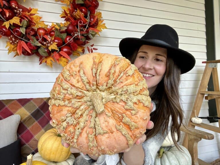 20+ heirloom pumpkins 🍂 🎃 Explore the world of unique shapes and flavors!