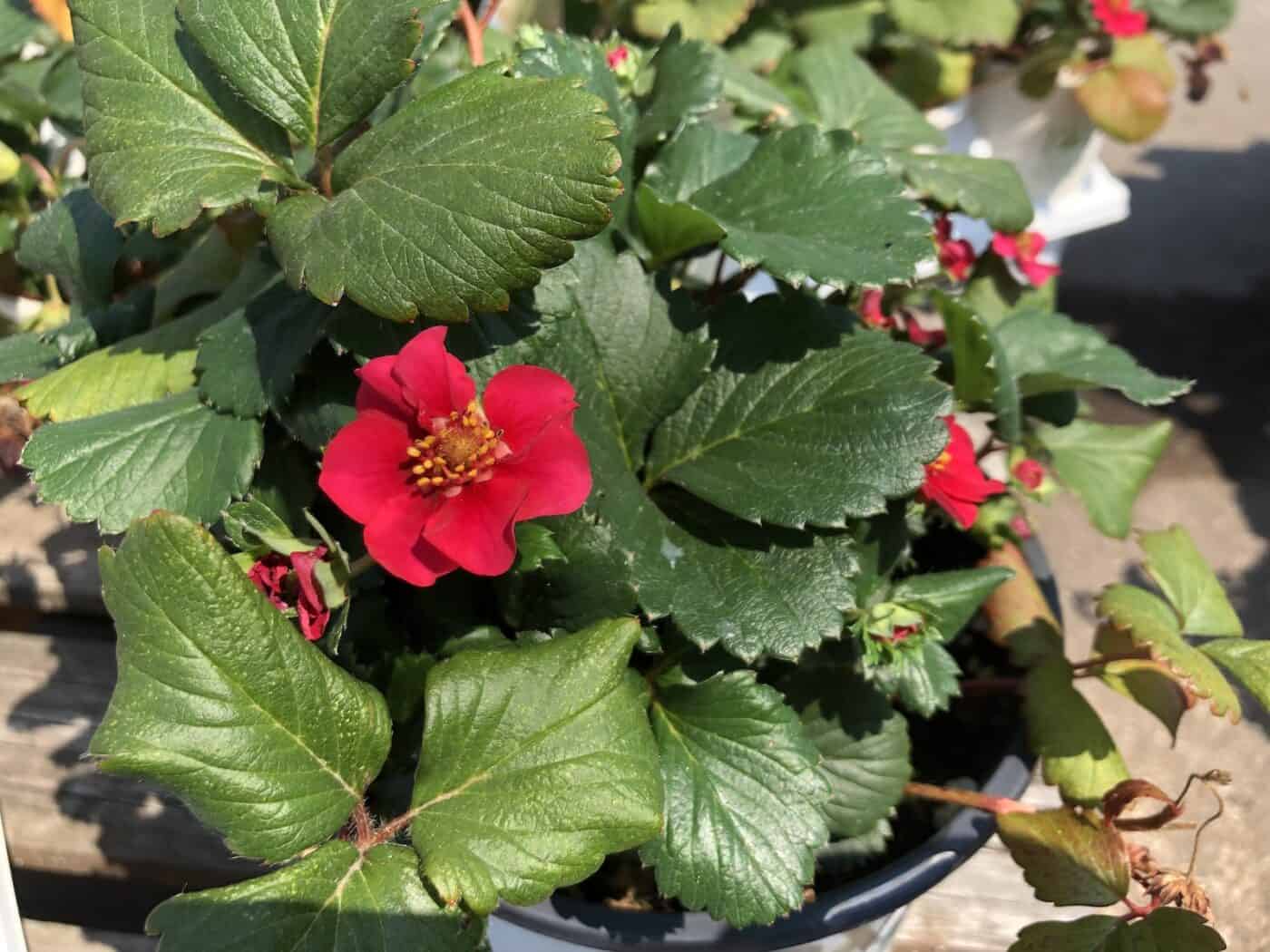 Successful cultivation with strawberry seeds 🍓 🌱 Unveil the secrets to ...
