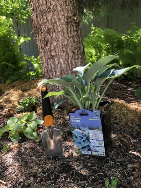 Halcyon hosta 🌿 💙 A guide to growing this unique blue-leaved plant