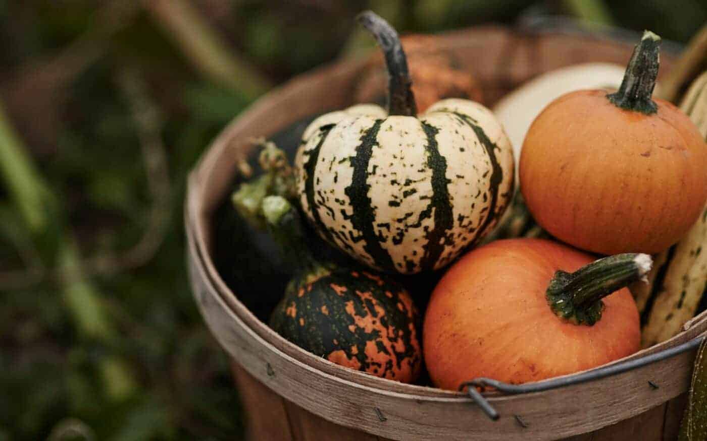 300+ pumpkin varieties 🎃 🍂 Discover the array of colors, shapes, and ...
