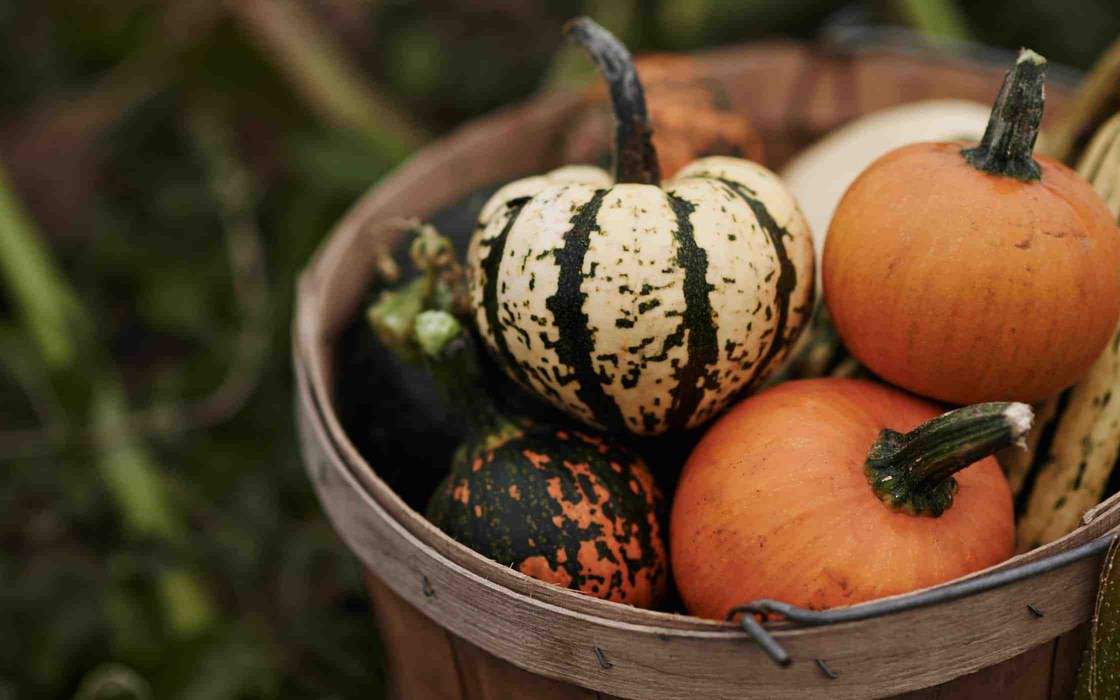 300+ pumpkin varieties 🎃 🍂 Discover the array of colors, shapes, and ...