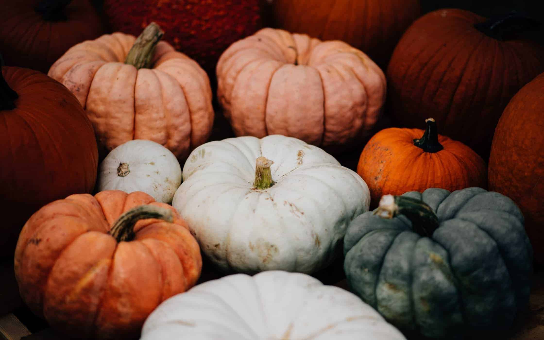 300+ pumpkin varieties 🎃 🍂 Discover the array of colors, shapes, and ...