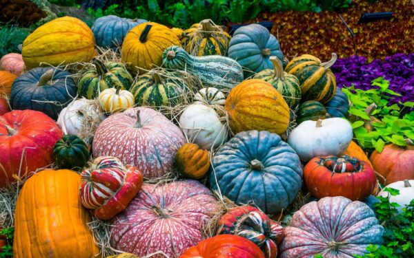 300+ pumpkin varieties 🎃 🍂 Discover the array of colors, shapes, and ...