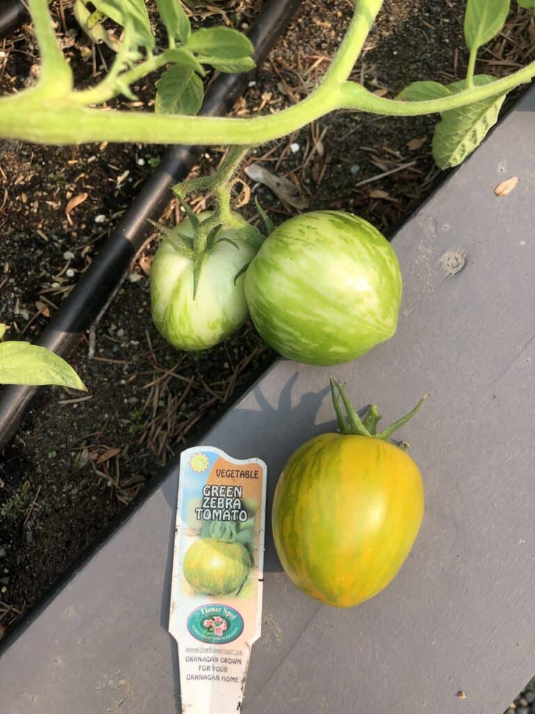 Green Zebra tomato 🌱 🦓 Tips and tricks for cultivating this unique tomato