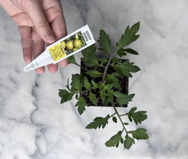 Green Zebra tomato 🌱 🦓 Tips and tricks for cultivating this unique tomato