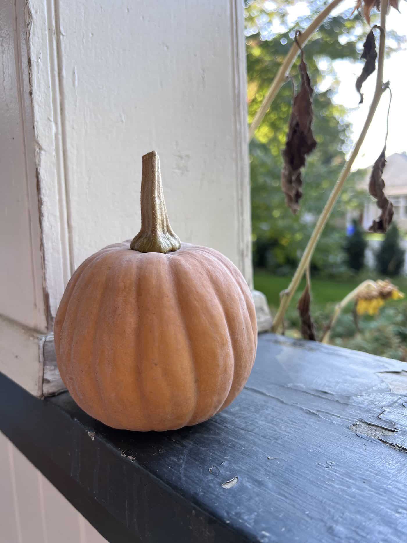 Seminole pumpkin 🌿 🎃 Discover the rich history and versatile uses of ...