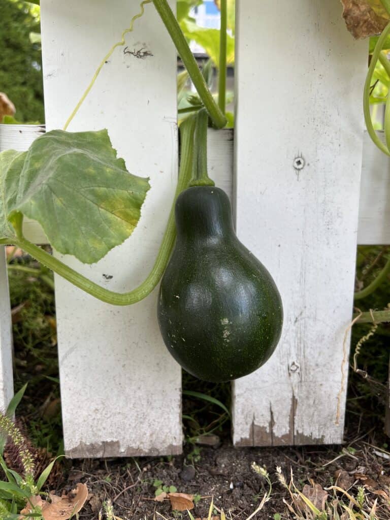 Seminole pumpkin 🌿 🎃 Discover the rich history and versatile uses of ...