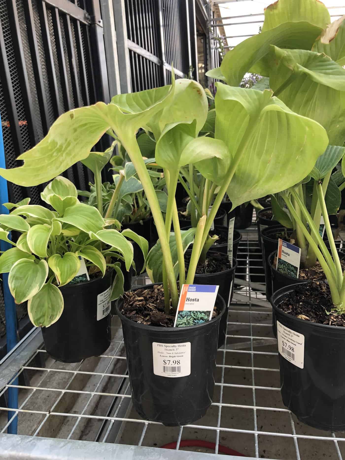 Sum and Substance hosta 🌿 🌱 Unlock tips for robust and healthy plants