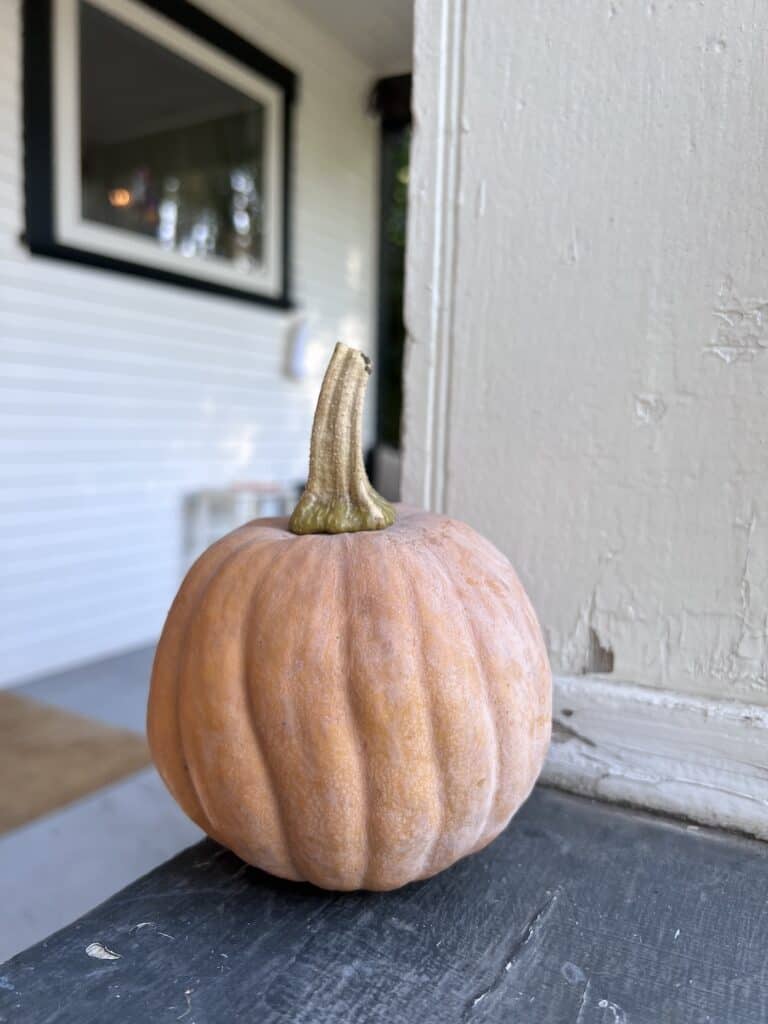20+ yellow pumpkins 🎃 💛 Discover these cheerful varieties and uses!