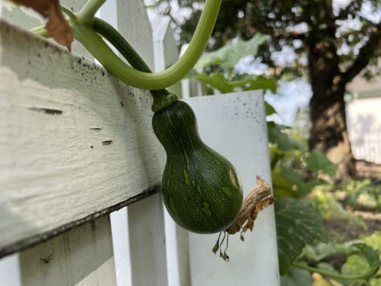 Seminole pumpkin 🌿 🎃 Discover the rich history and versatile uses of ...