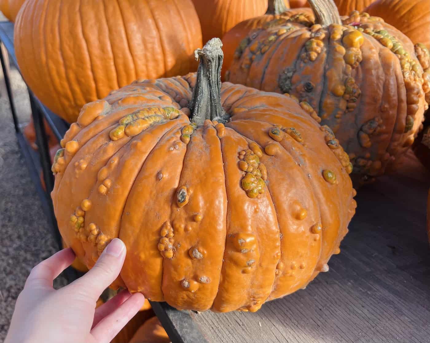 Types of pumpkins 🍂 🎃 Explore the diverse and colorful world of pumpkins!