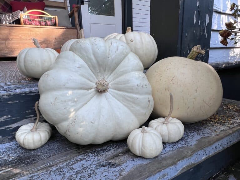 30+ white pumpkins 🎃 ⚪ BEST varieties for ghostly fall decor