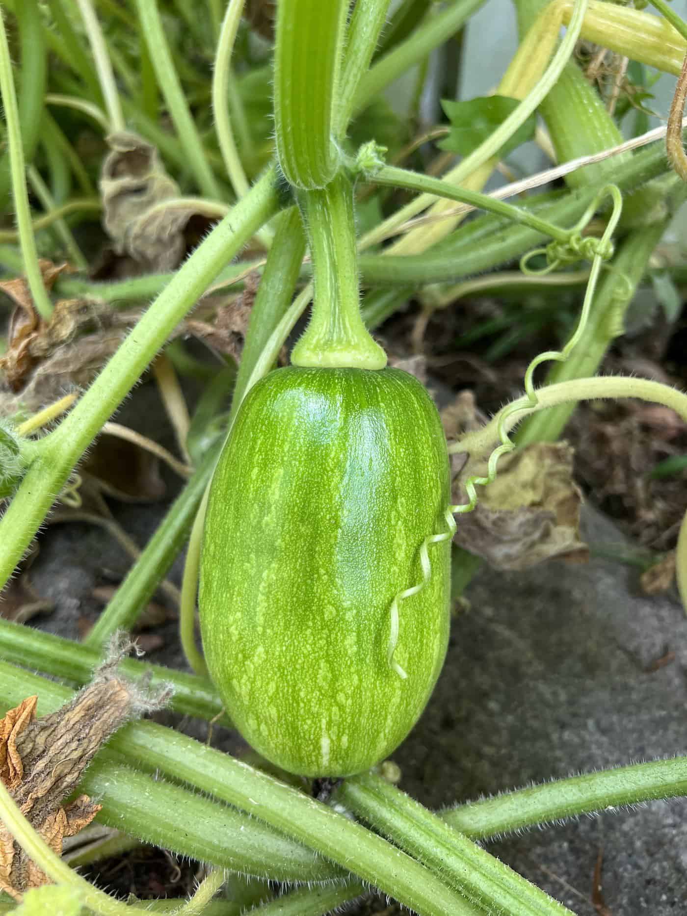 Dickinson pumpkin 🎃 🌱 The classic pie-making baking variety