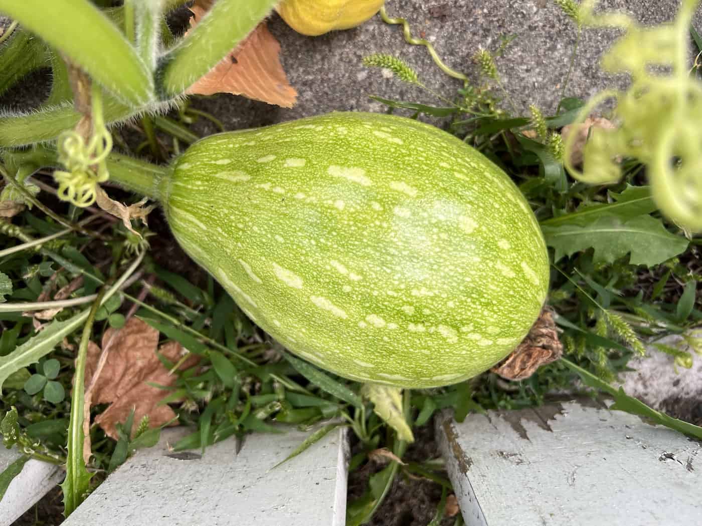 Dickinson pumpkin 🎃 🌱 The classic pie-making baking variety