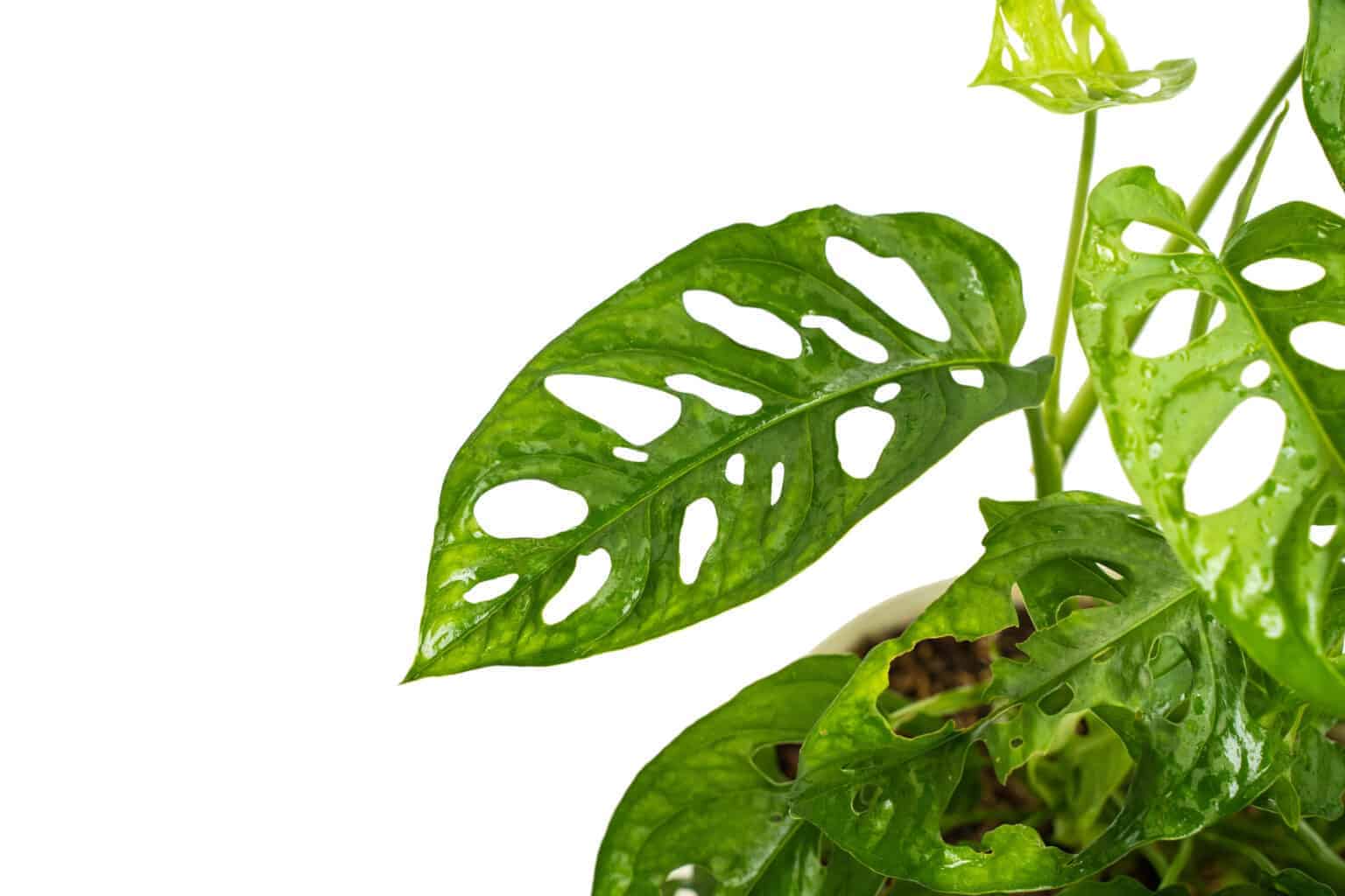 Monstera adansonii care guide 🌿 🌟 Unlock the secrets to a thriving ...