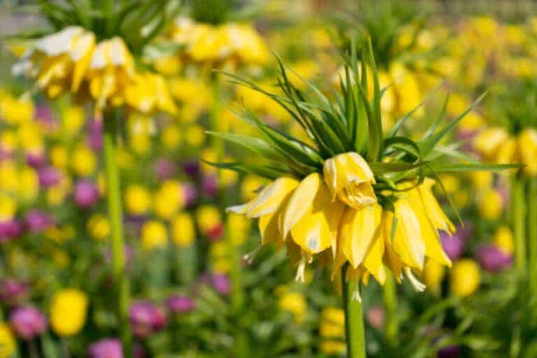Fritillaria 🌷 🔮 Discover the unique charm of these spring-blooming bulbs!