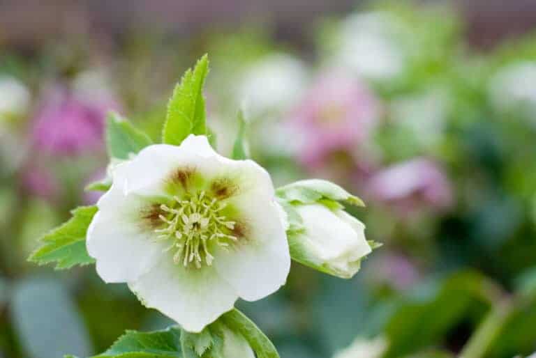 Lenten rose for stunning winter blooms ️ 🌹 Explore this hardy, shade ...