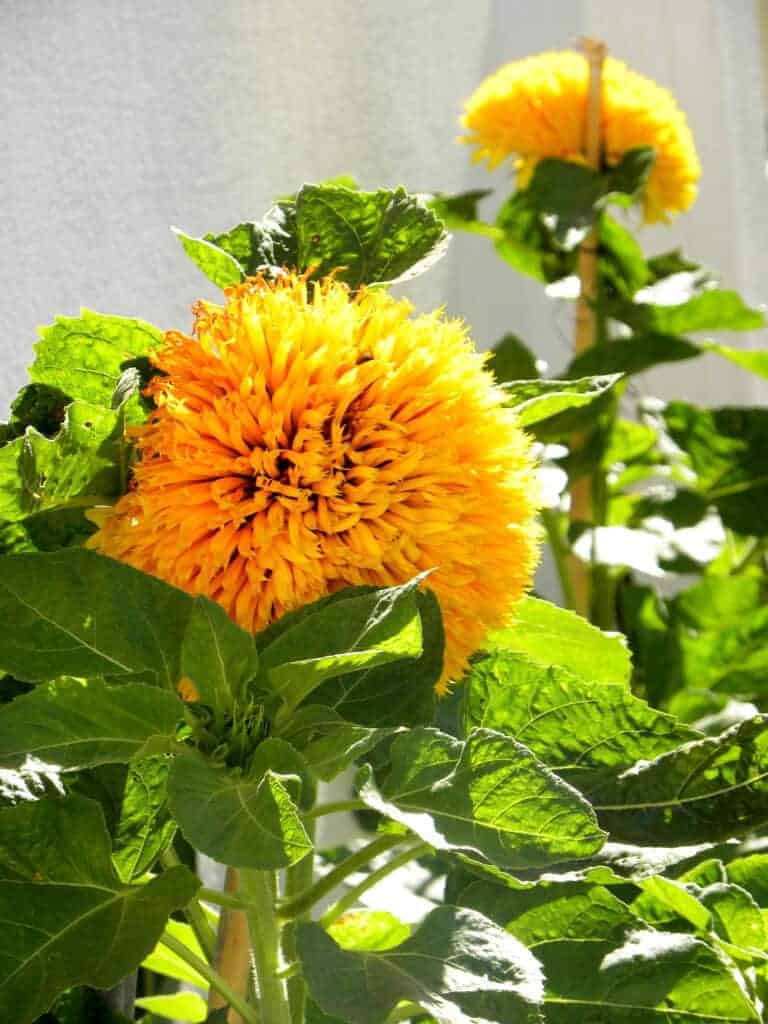 Teddy Bear sunflower ???? ???? Uncover the secrets for lush, vibrant ...