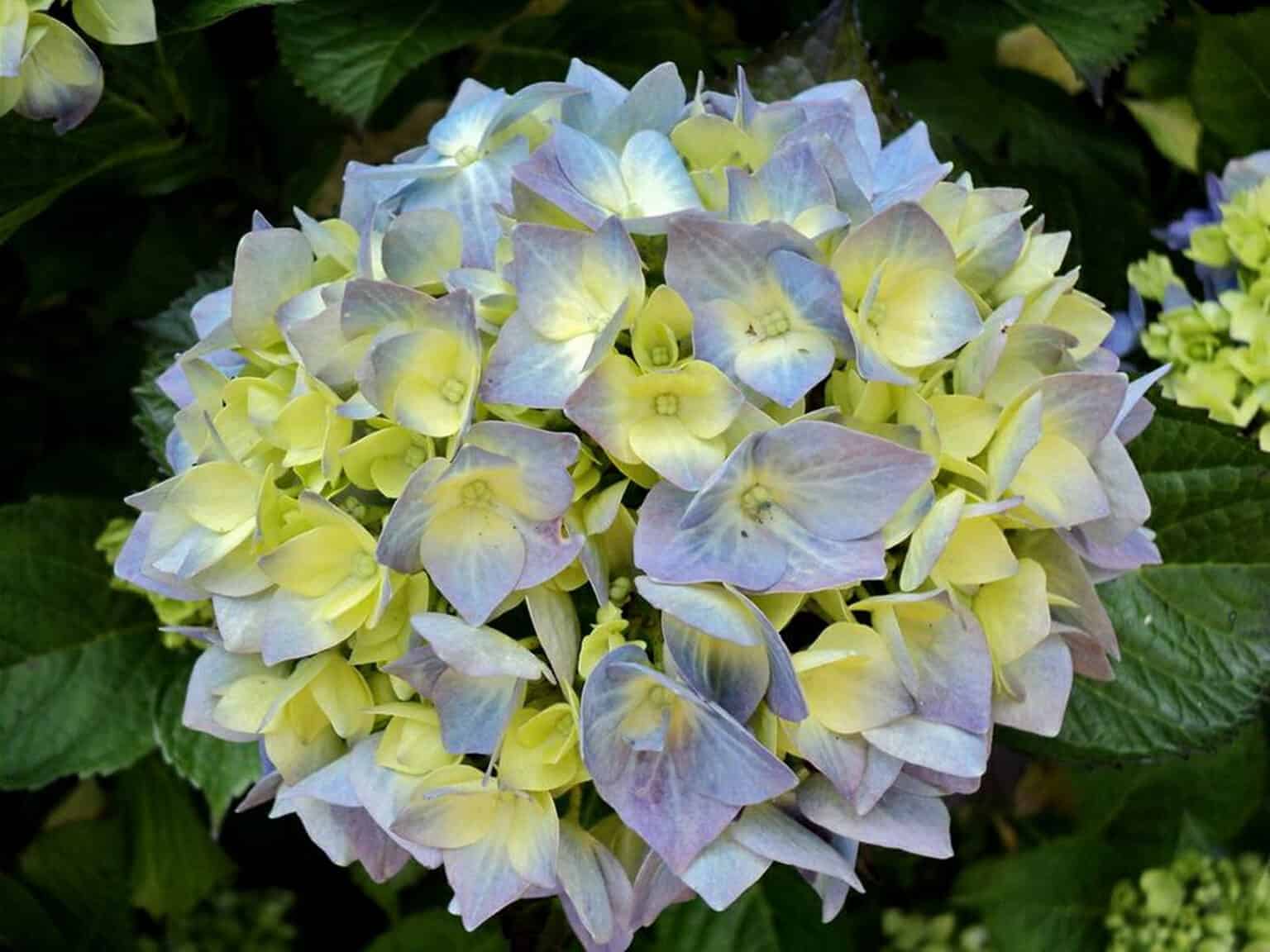 Nikko Blue hydrangea 🌿 💙 🌸 Tips for a flourishing garden!