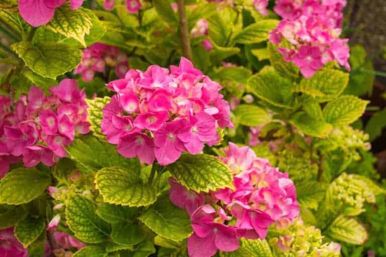 Hydrangea macrophylla 🌺 🌿 Discover the beauty and care tips!