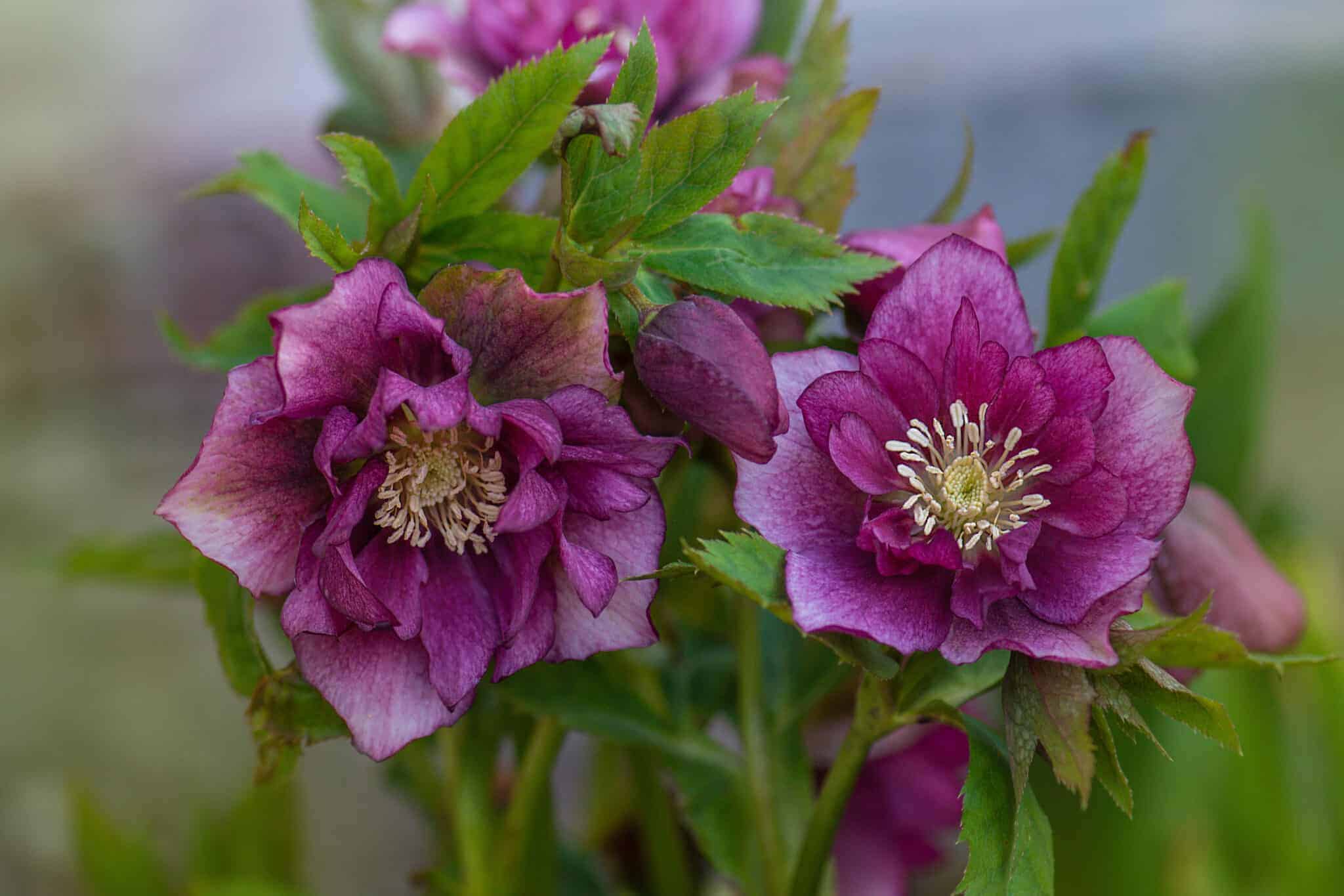 Lenten rose for stunning winter blooms ️ 🌹 Explore this hardy, shade ...