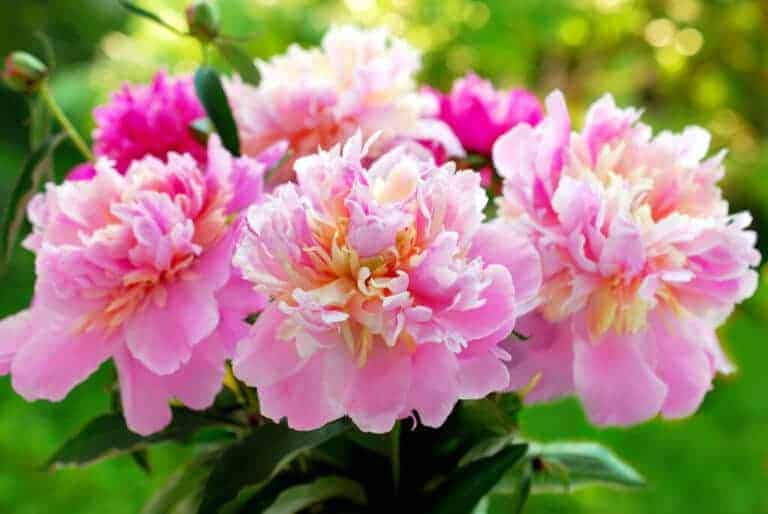 Raspberry Sundae peony 🌸 🍨 Discover the unique charm and vibrant appeal ...