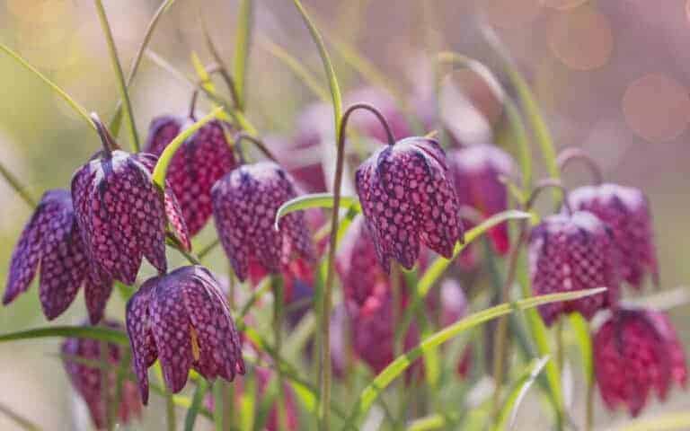 Fritillaria 🌷 🔮 Discover the unique charm of these spring-blooming bulbs!