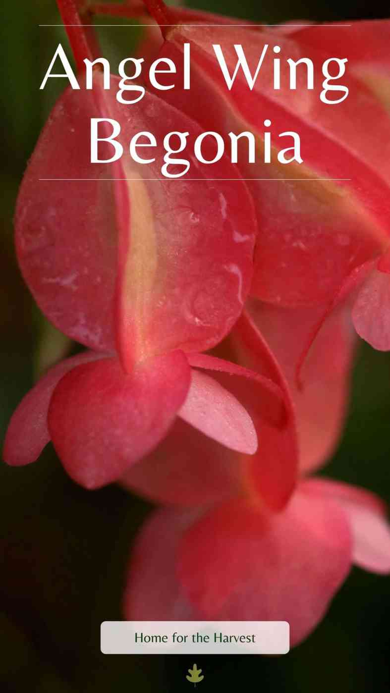 Angel Wing Begonia: Easy-Care Ornamental Potted Plants
