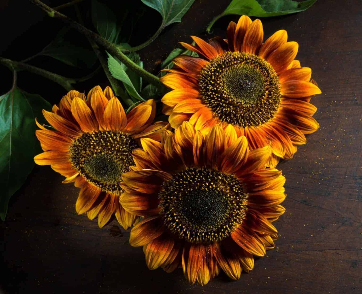 Autumn Beauty sunflower ???? ???? Unlock the secrets to stunning fall ...