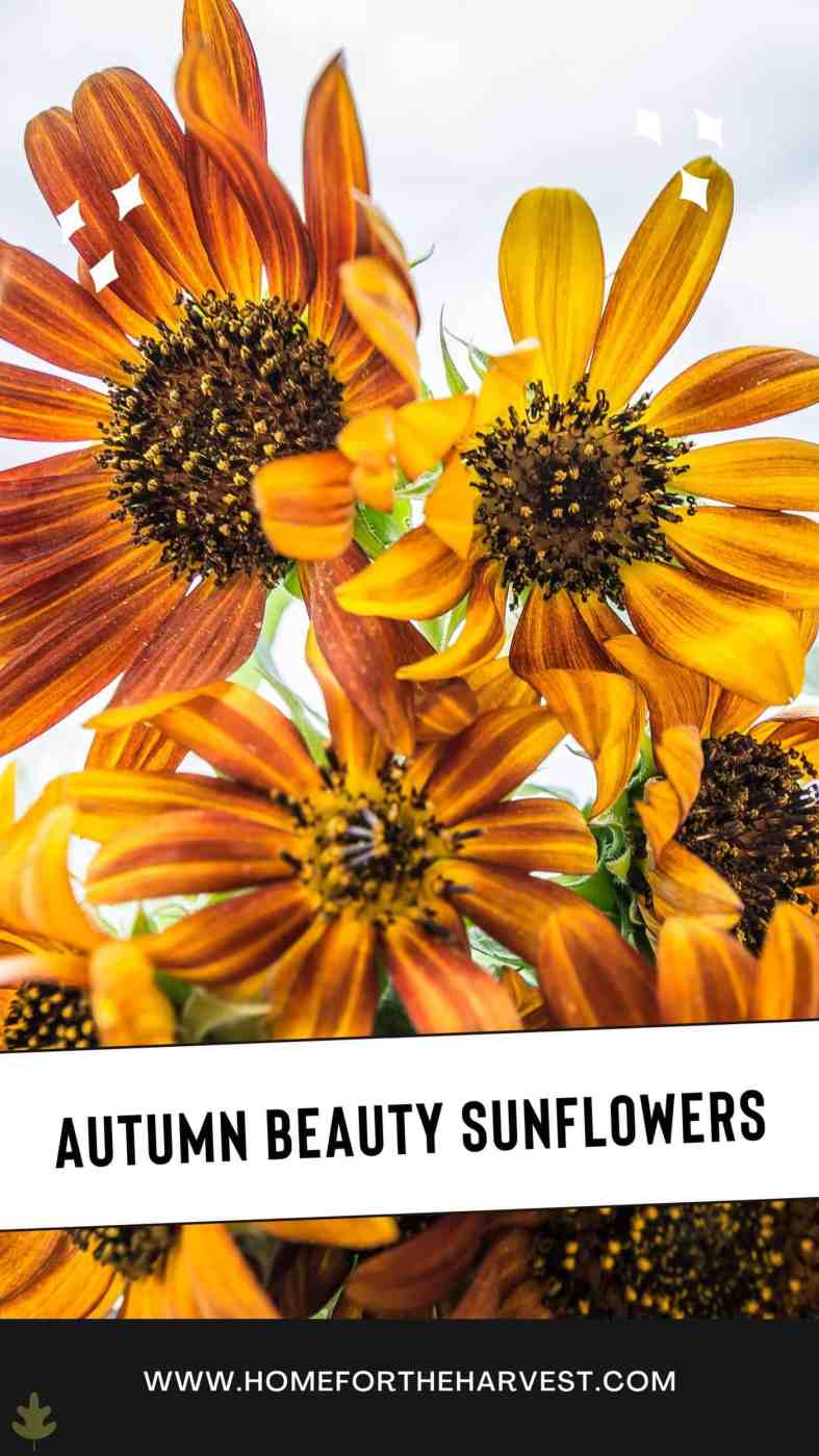Autumn Beauty Sunflower: A Gold & Bronze Fall Favorite Sunflower