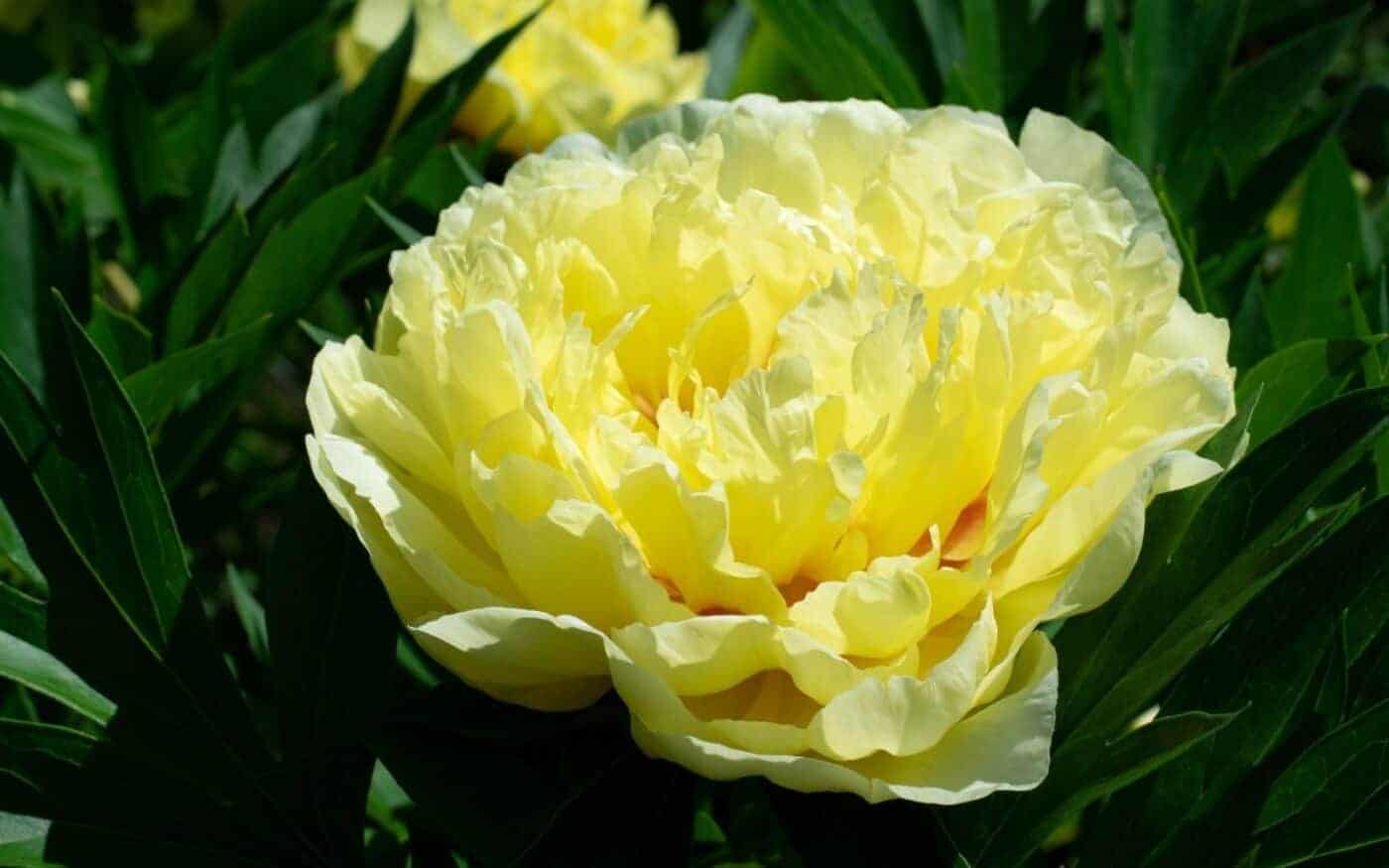 15 yellow peonies to brighten your garden 💛 🌿 BEST varieties, care, and ...