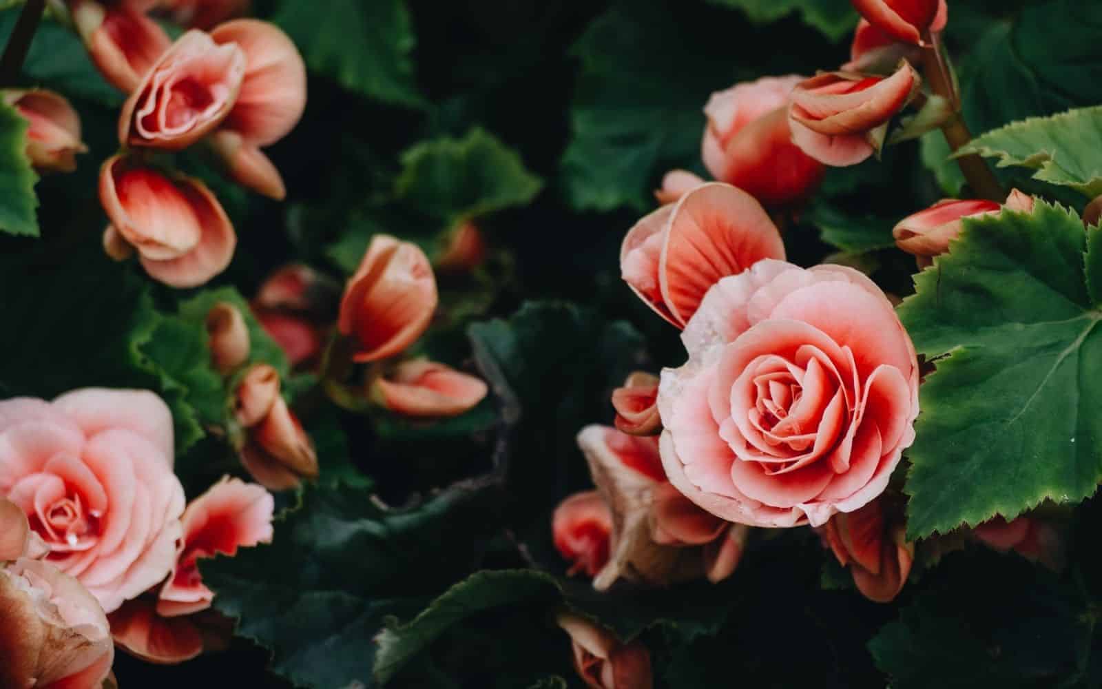 Growing beautiful begonias successfully 🌿 🌟 Learn the secrets to ...