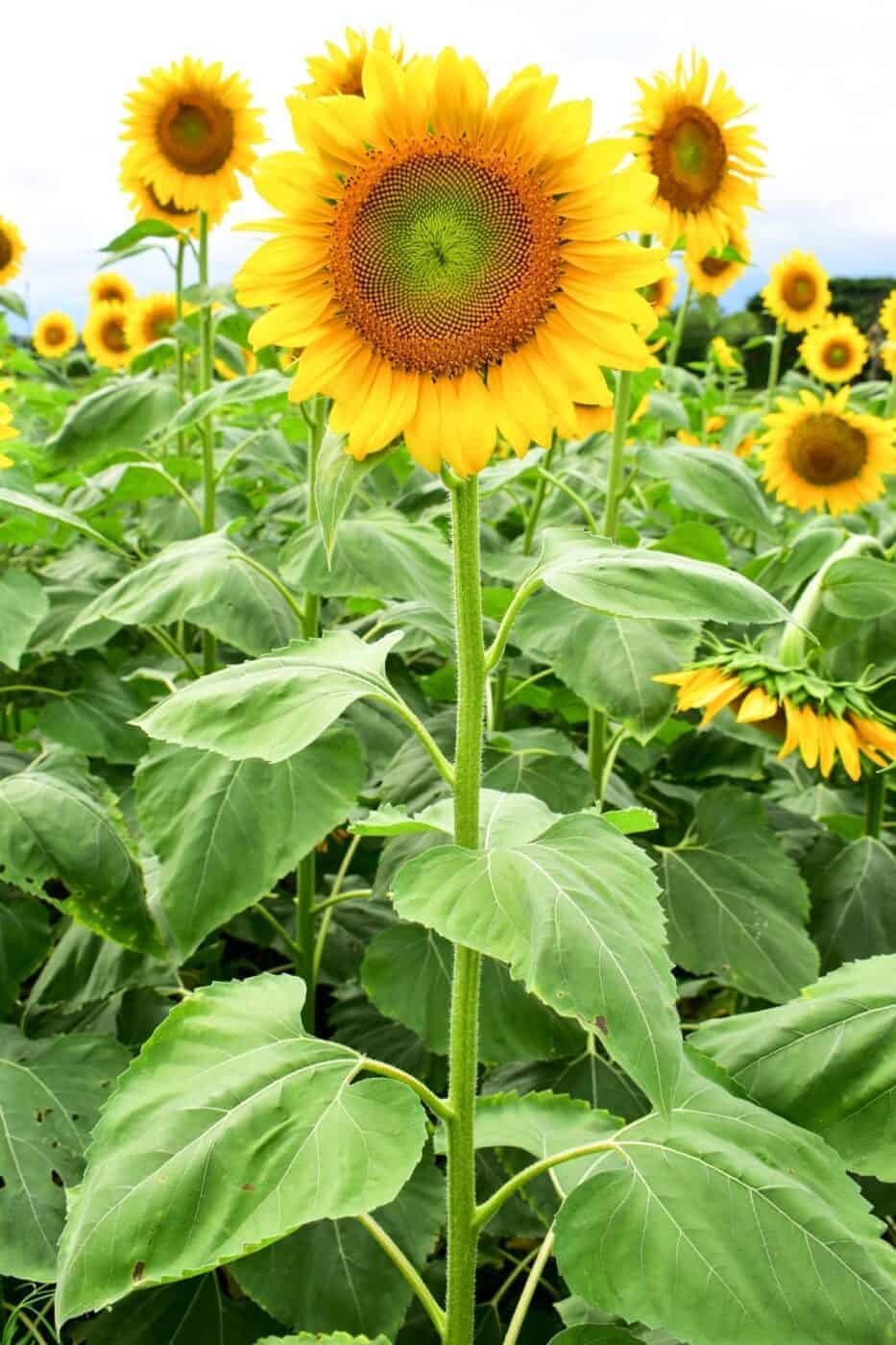 Black Oil sunflower 🌻 🐦 Discover how to grow and enjoy their benefits!