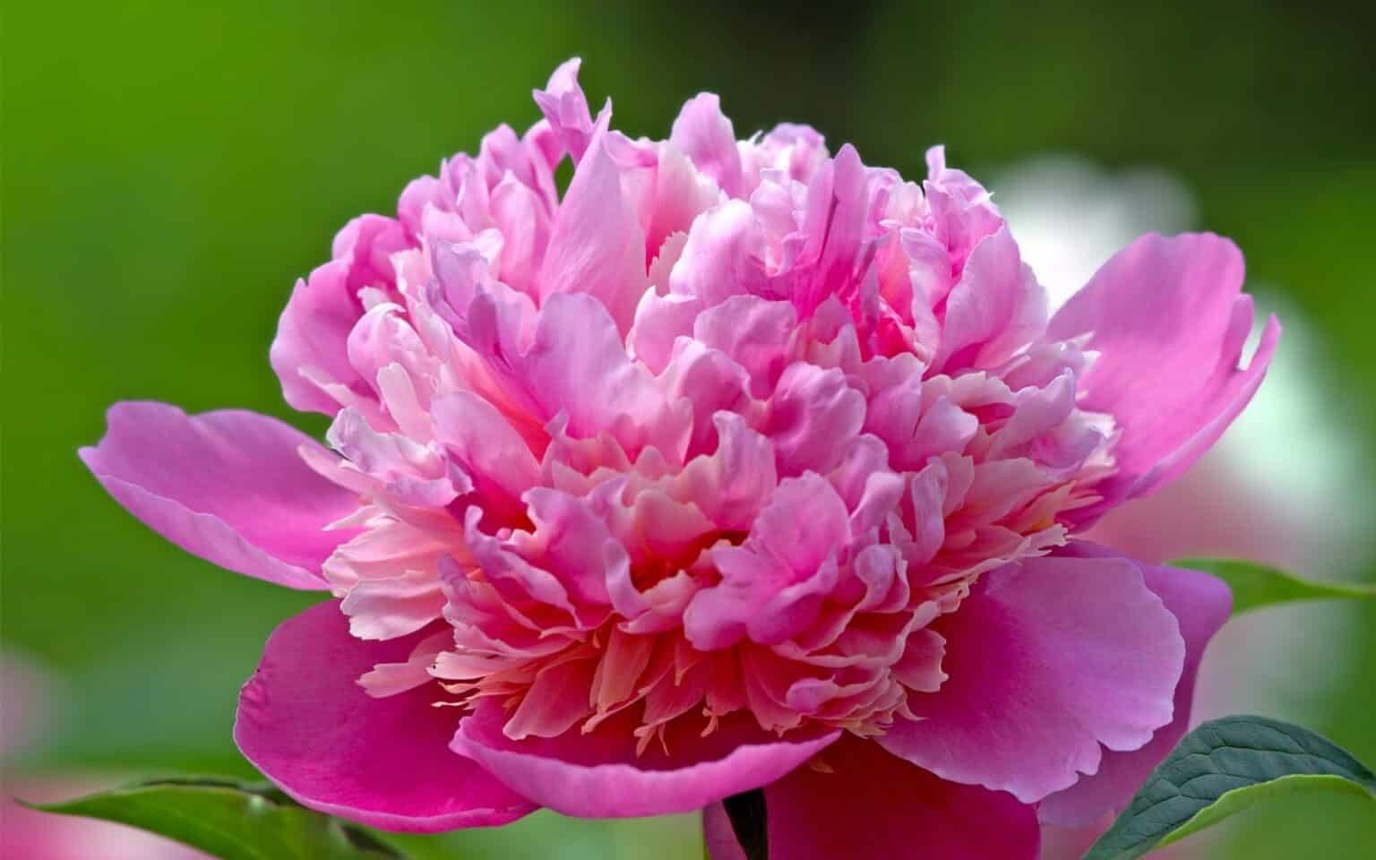 50 pink peonies 🌸 💗 BEST varieties, plus tips for cultivating these ...