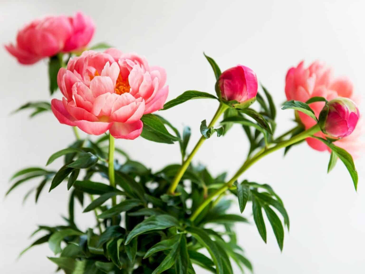 Discover the captivating Coral Charm peony 🌷💫 A standout in any garden!