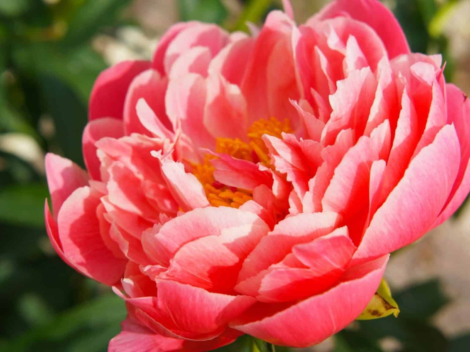 50 pink peonies 🌸 💗 BEST varieties, plus tips for cultivating these ...