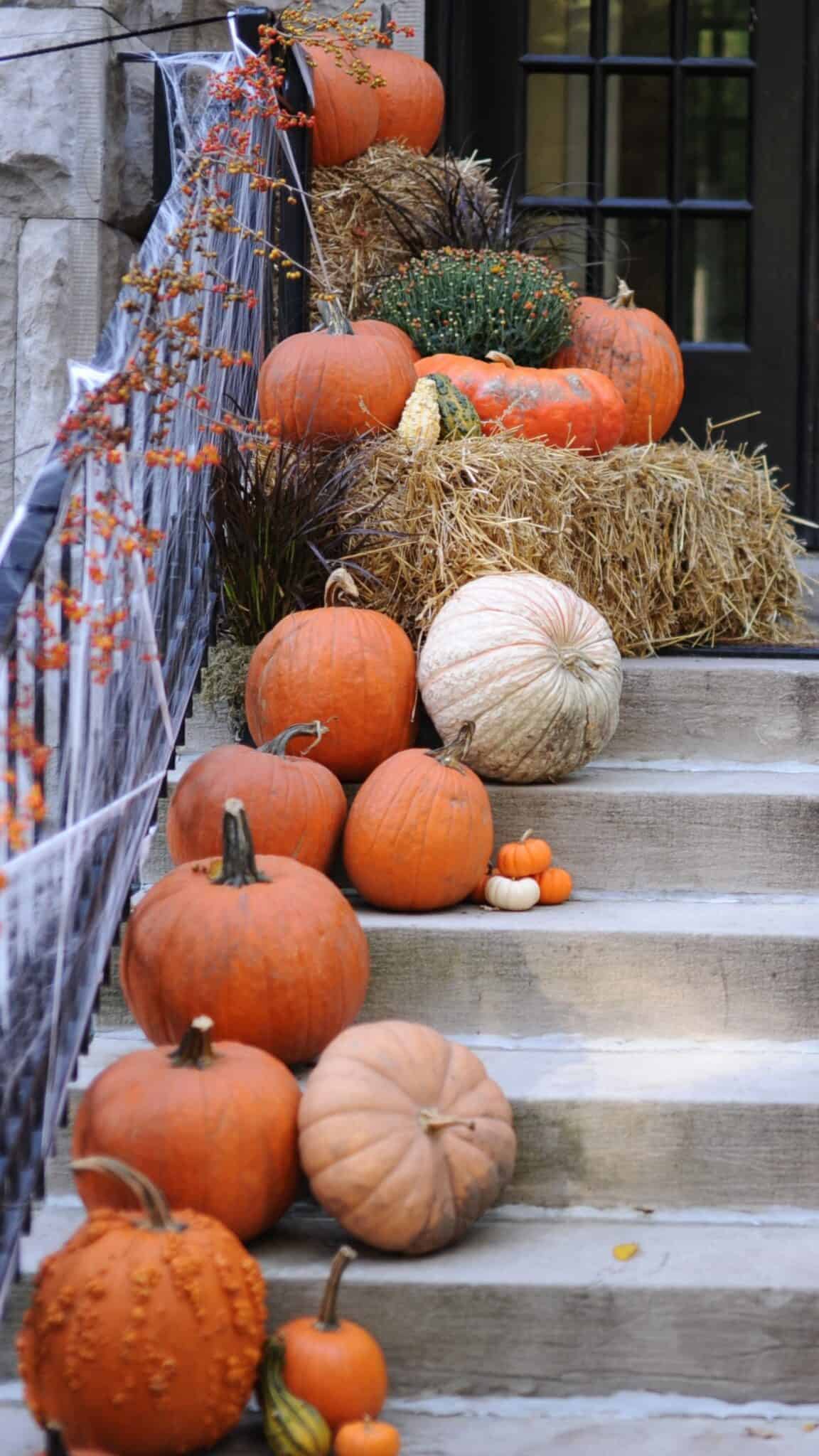 Decorative pumpkins 🎃 🍂 Unleash your creativity this fall!