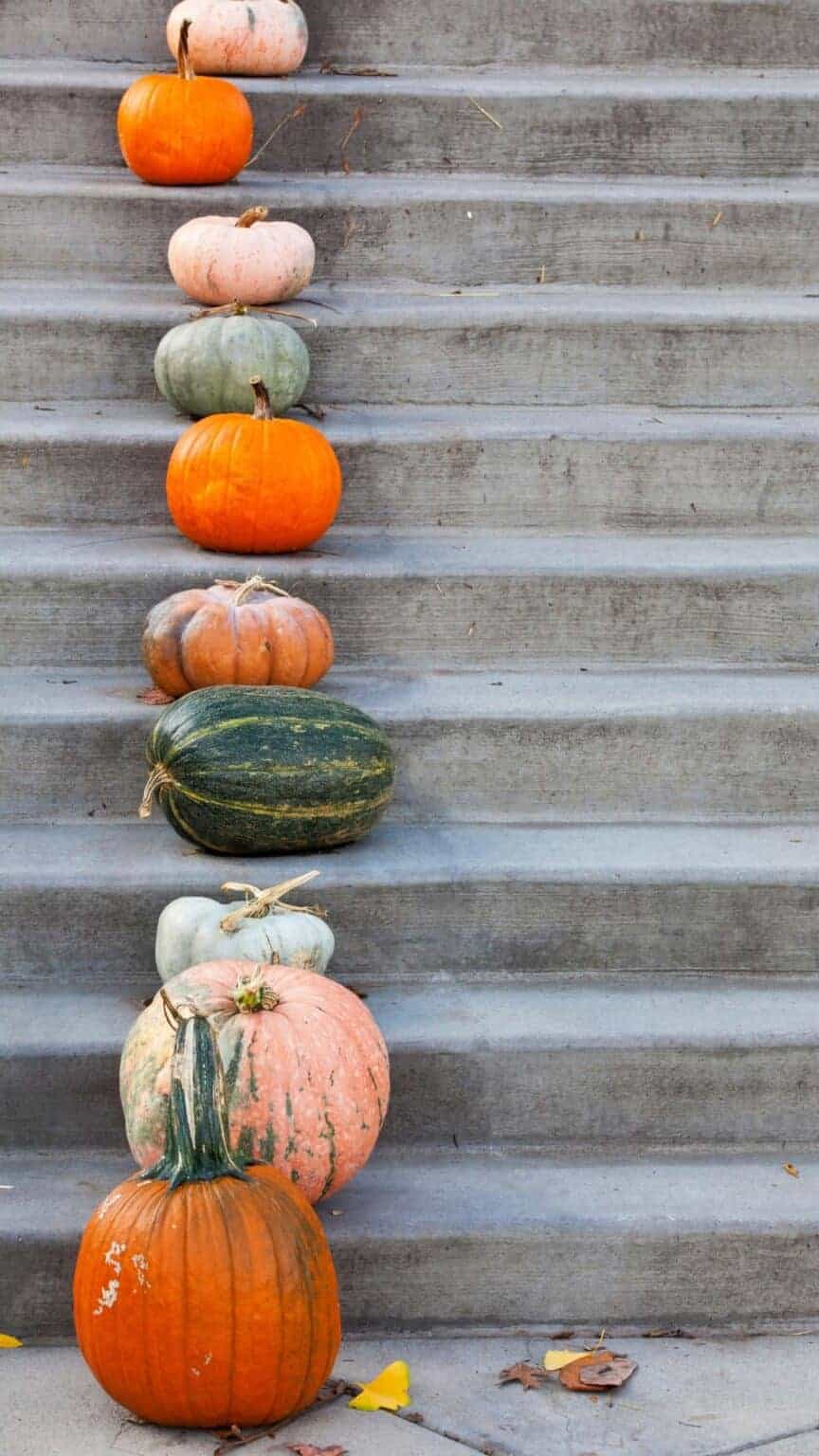 Decorative pumpkins 🎃 🍂 Unleash your creativity this fall!