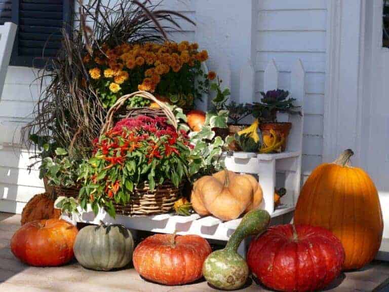 Decorative pumpkins 🎃 🍂 Unleash your creativity this fall!