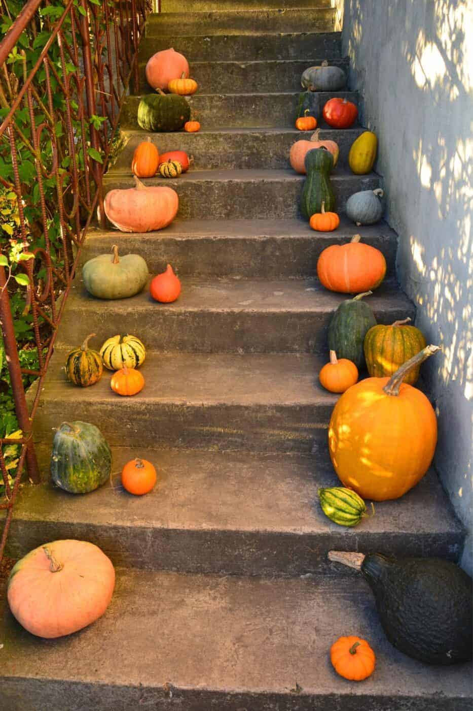 Decorative pumpkins 🎃 🍂 Unleash your creativity this fall!