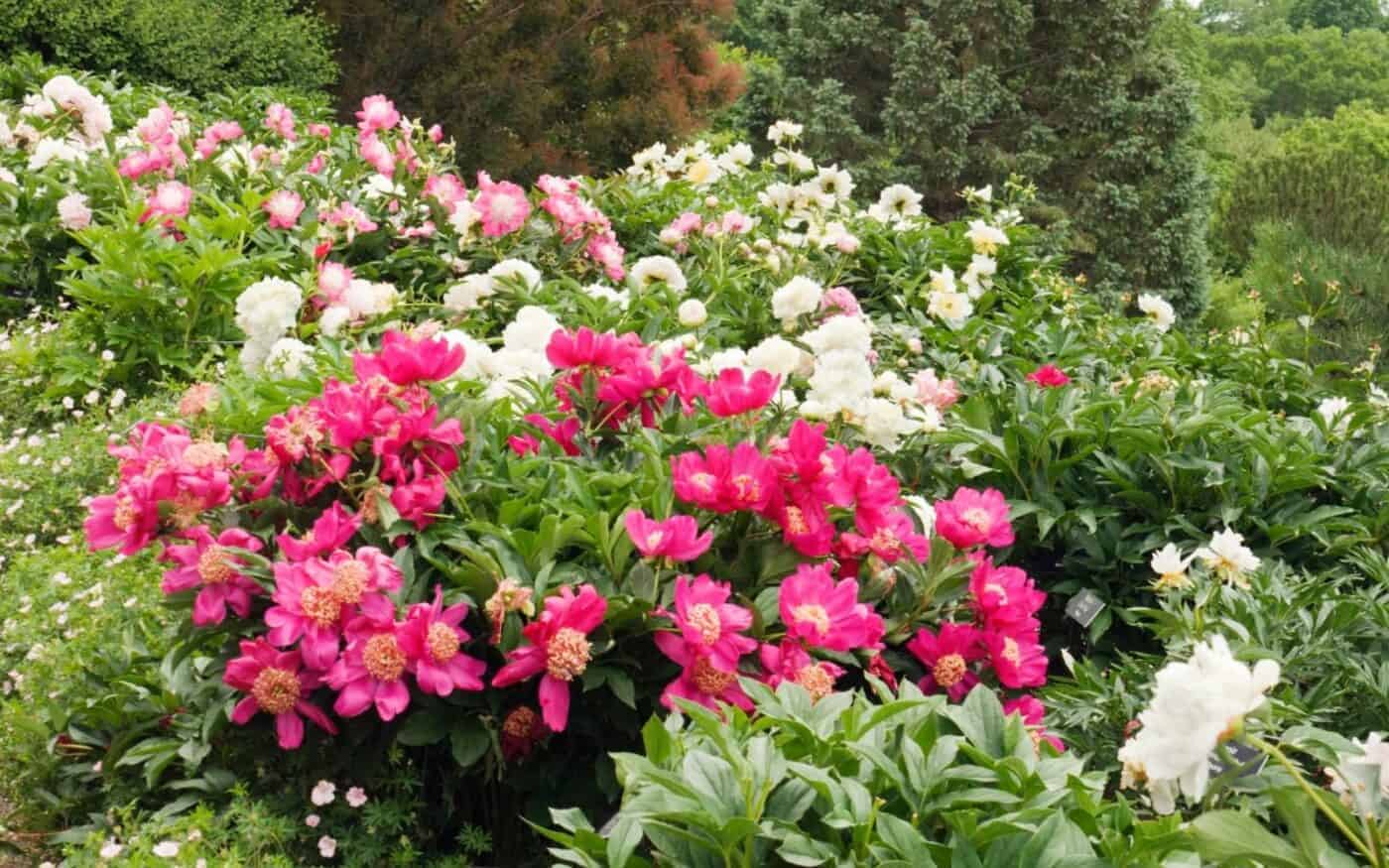 20 peony varieties 🌺 TOP choices, plus 200+ rare cultivars
