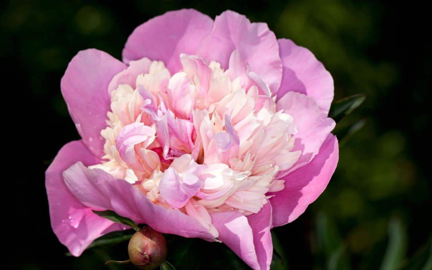 50 pink peonies 🌸 💗 BEST varieties, plus tips for cultivating these ...