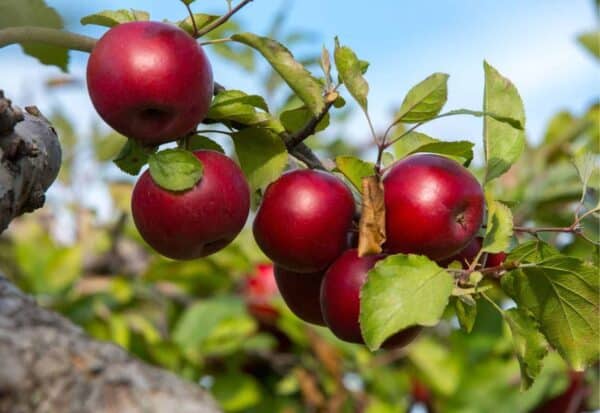 Empire apples 🍎 👑 A guide to taste, uses, and growing conditions!