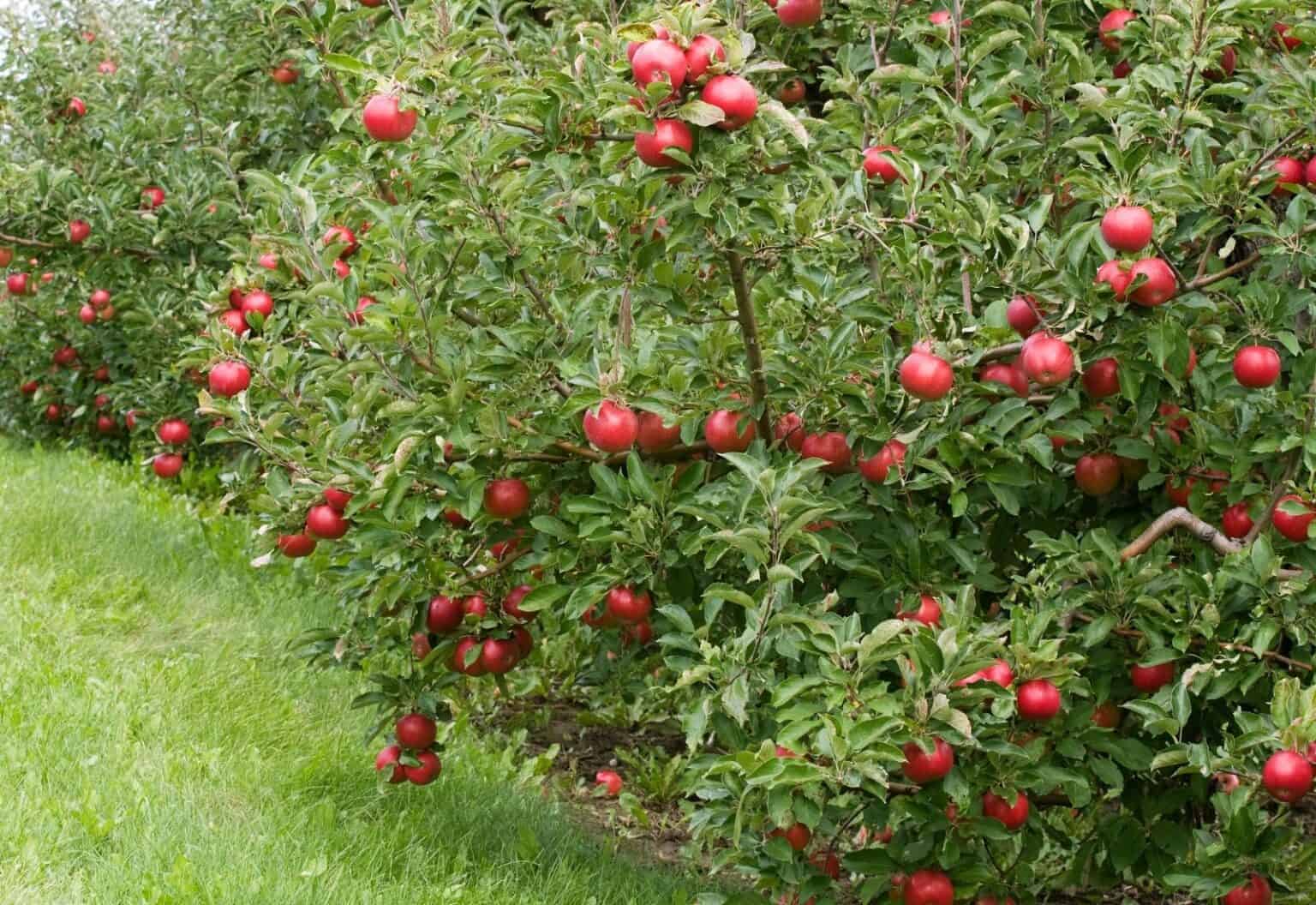 Empire apples 🍎 👑 A guide to taste, uses, and growing conditions!