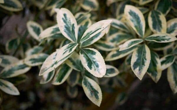 Growing euonymus 💚 💫 Uncover the secrets to cultivating and caring for ...