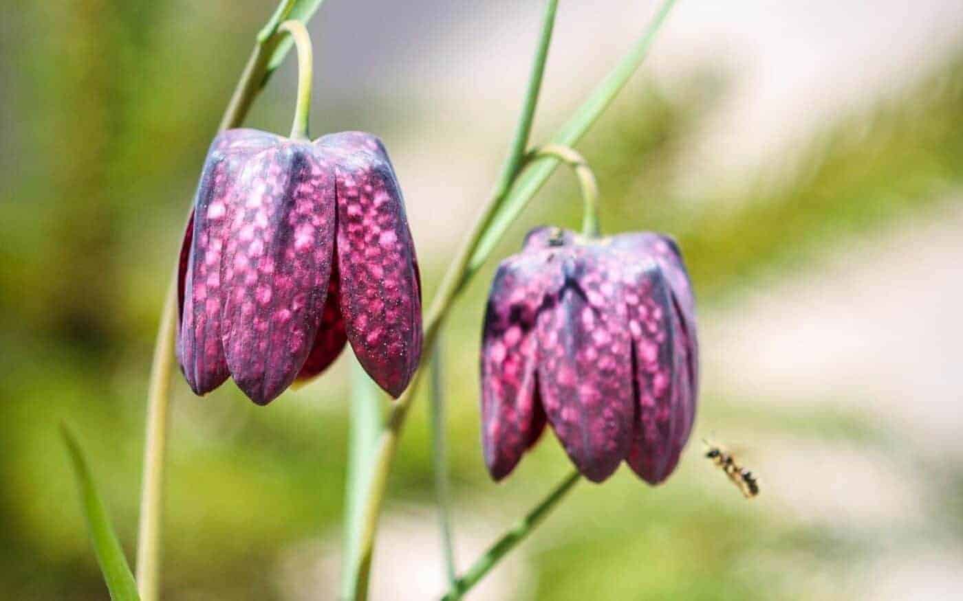 Fritillaria 🌷 🔮 Discover the unique charm of these spring-blooming bulbs!