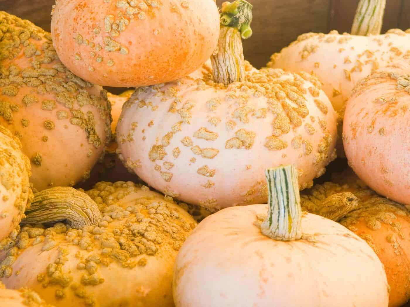 Decorative Pumpkins: 25+ Gorgeous Ornamental Varieties To Find This Fall