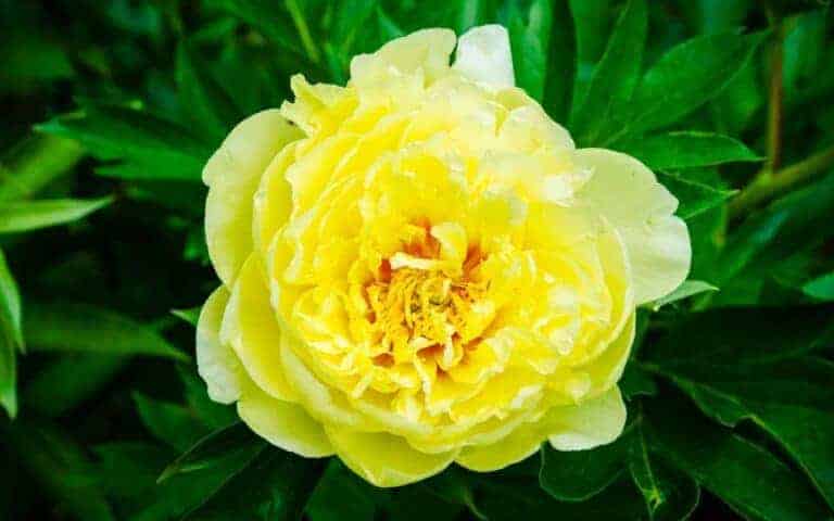 15 yellow peonies to brighten your garden 💛 🌿 BEST varieties, care, and ...